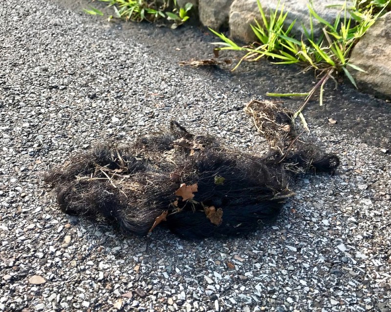 Hair Today, Gone Tomorrow: Wigged-Out on Tumbleweave – Pittsburgh Orbit